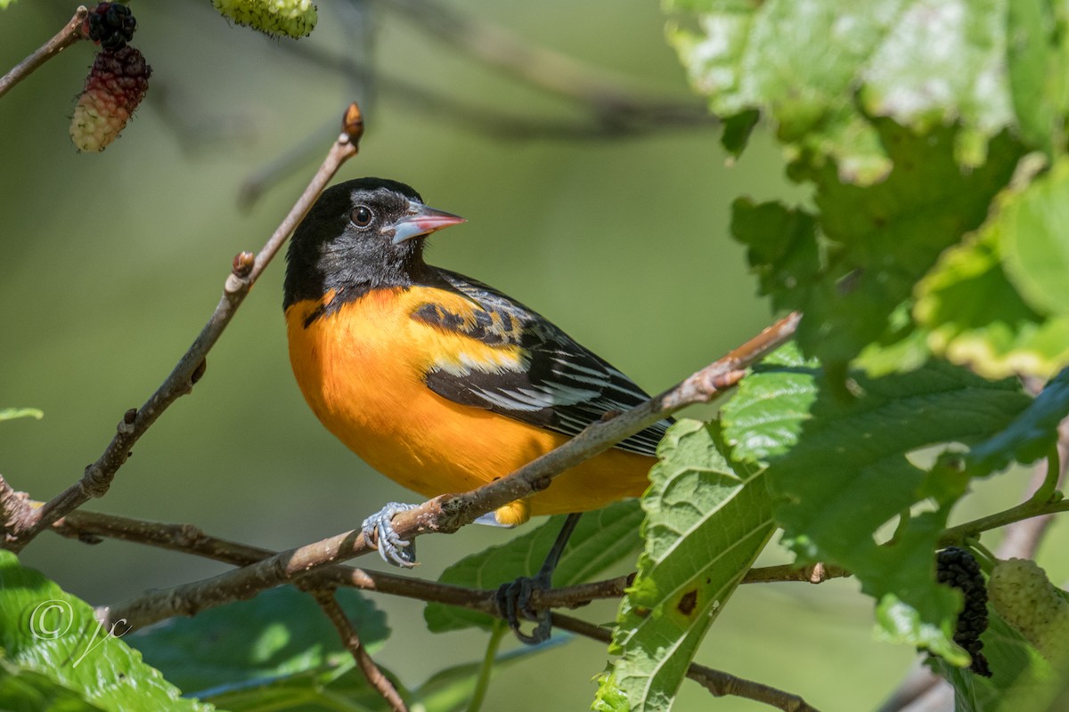 eBird Checklist - 30 Nov 2024 - my backyard - 1 species