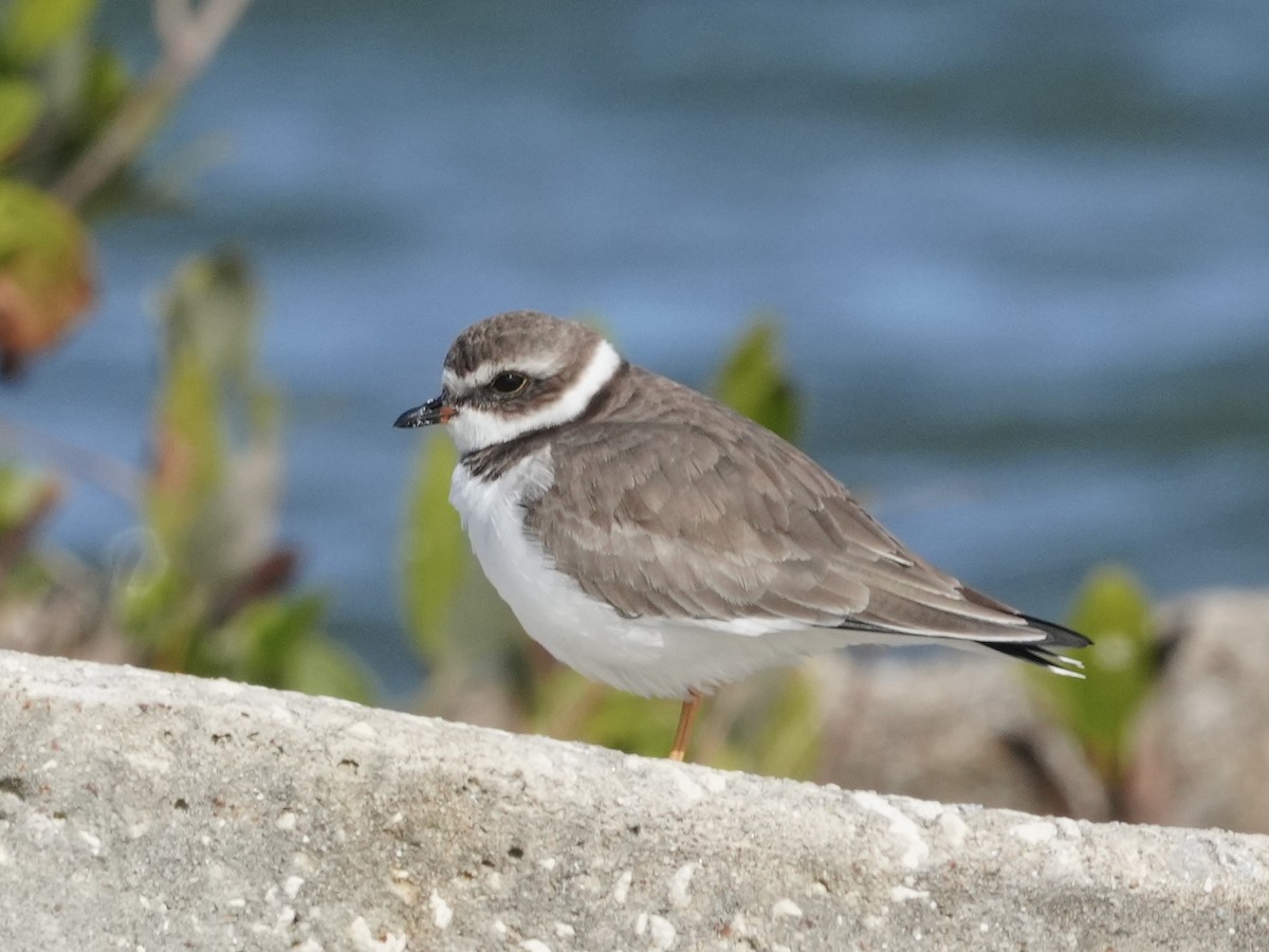 eBird Checklist - 30 Nov 2024 - Maynard May Park - 12 species
