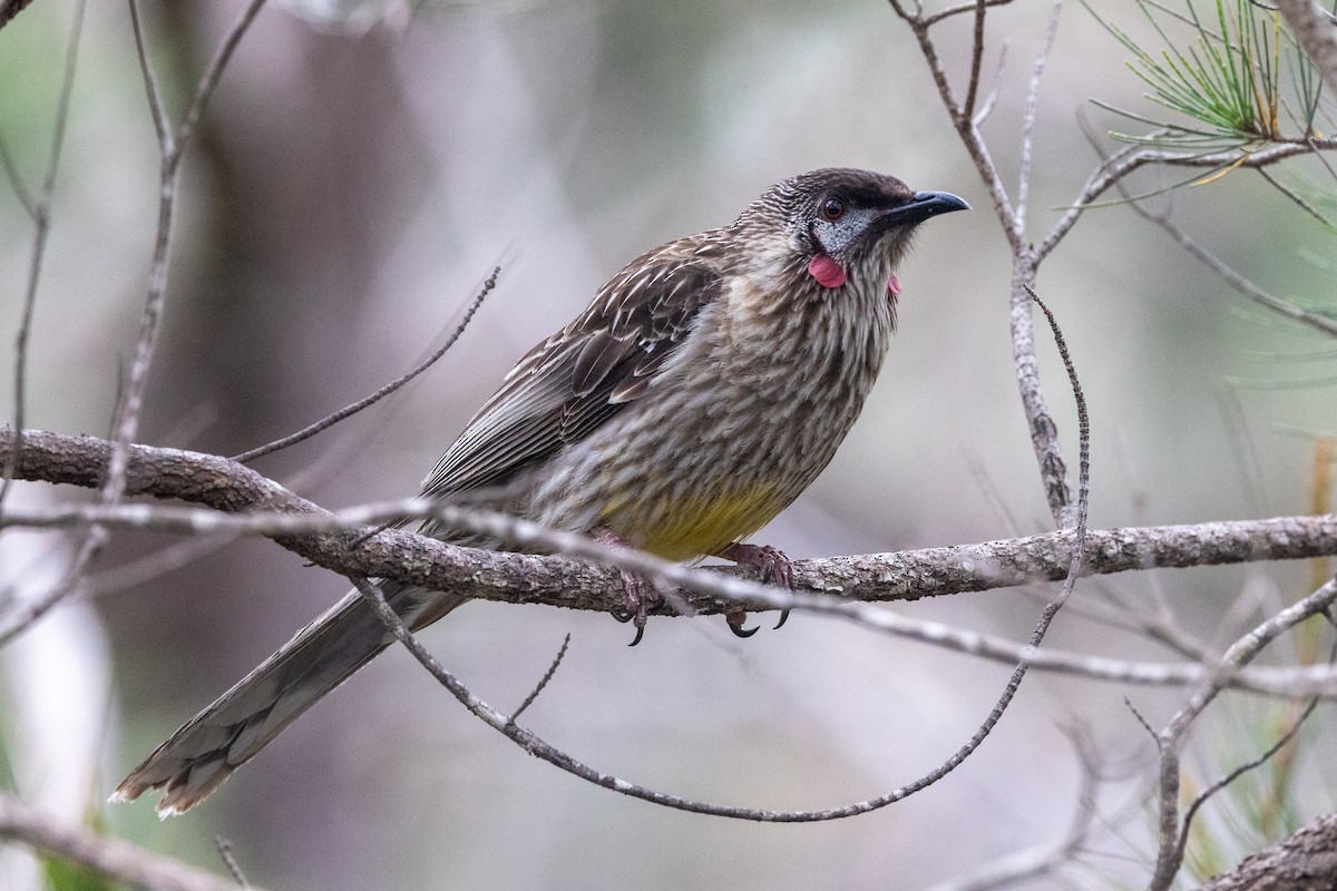 ML626940764 - Red Wattlebird - Macaulay Library