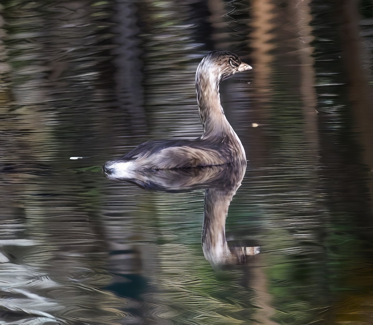 Pennsylvania Bird Atlas Checklist - 29 Nov 2024 - Audubon Corkscrew ...