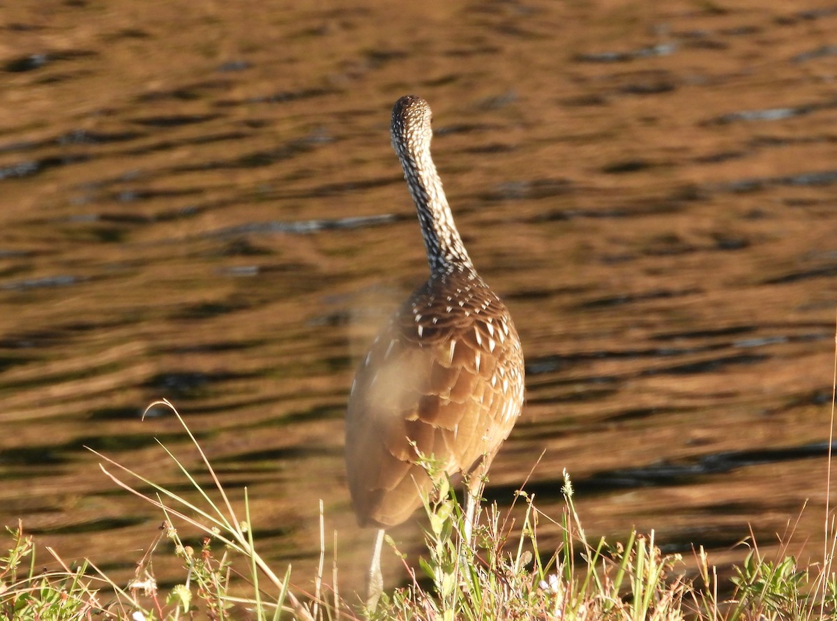 eBird Checklist - 1 Dec 2024 - Fran Reich Preserve SFWMD - 32 species