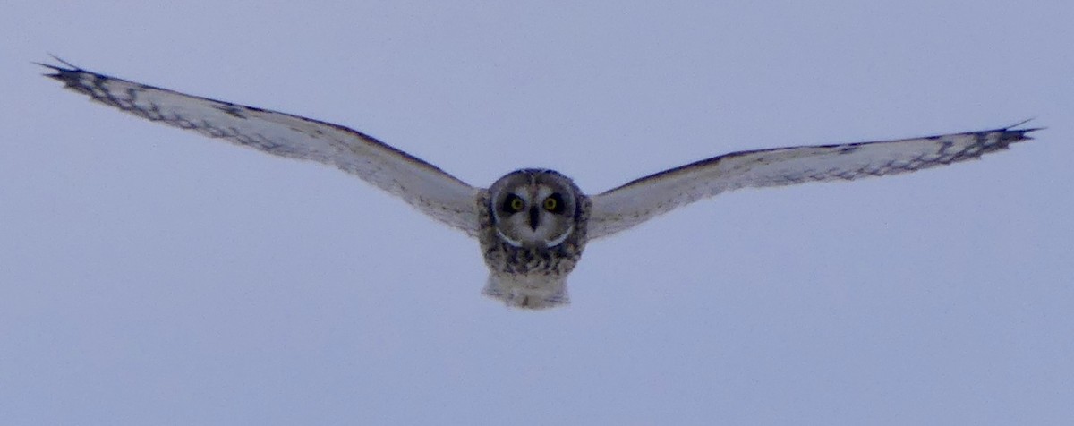 eBird Checklist - 1 Dec 2024 - Mackey Mines - 28 species