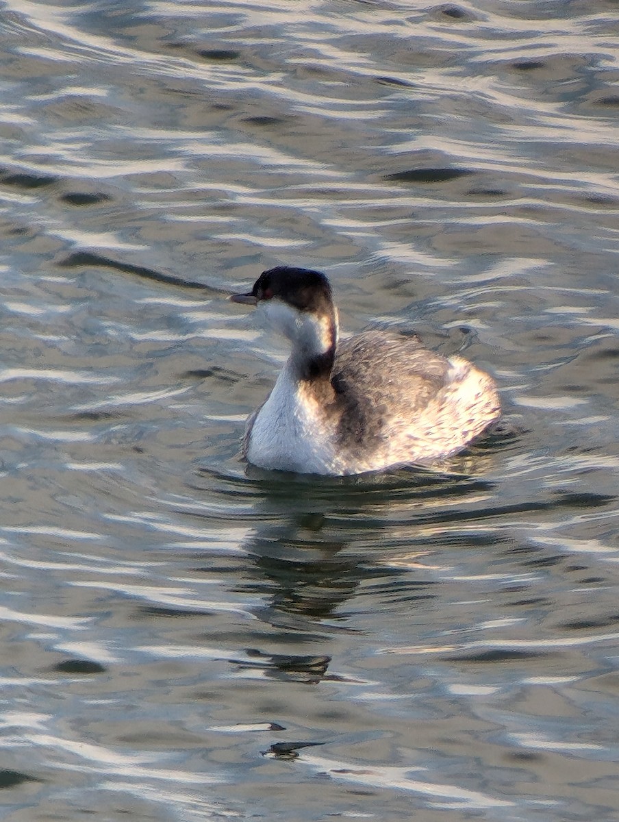 ML626970087 - Horned Grebe - Macaulay Library