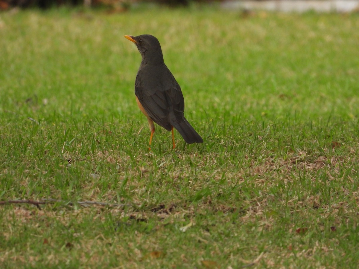 ML626970119 - Olive Thrush - Macaulay Library