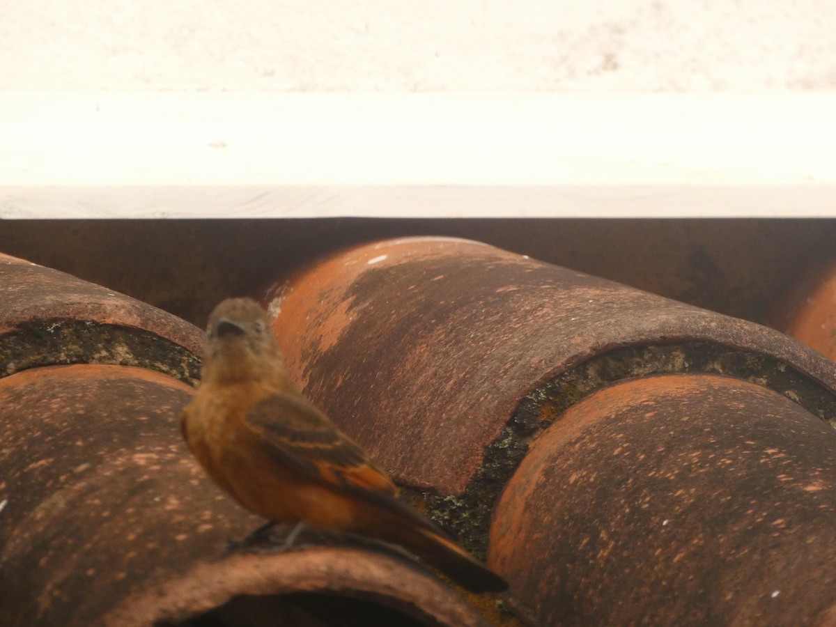 ML626970320 - Cliff Flycatcher - Macaulay Library