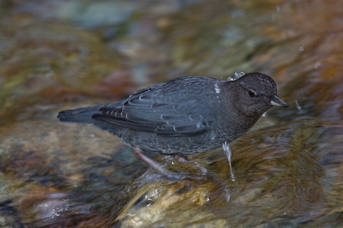ML626971099 - American Dipper - Macaulay Library