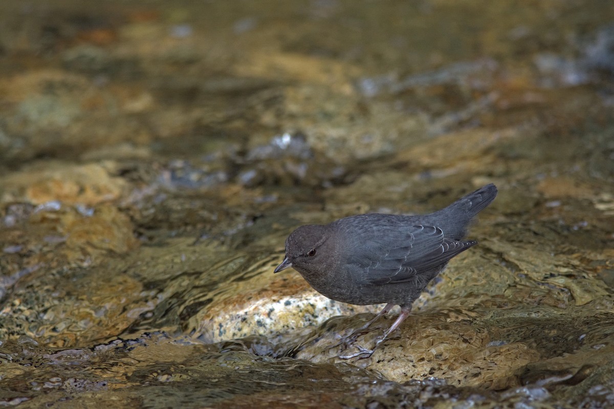 ML626971134 - American Dipper - Macaulay Library