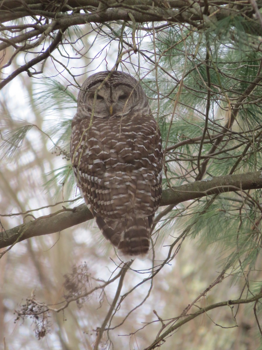 eBird Checklist - 1 Dec 2024 - Dunback Meadow - 32 species