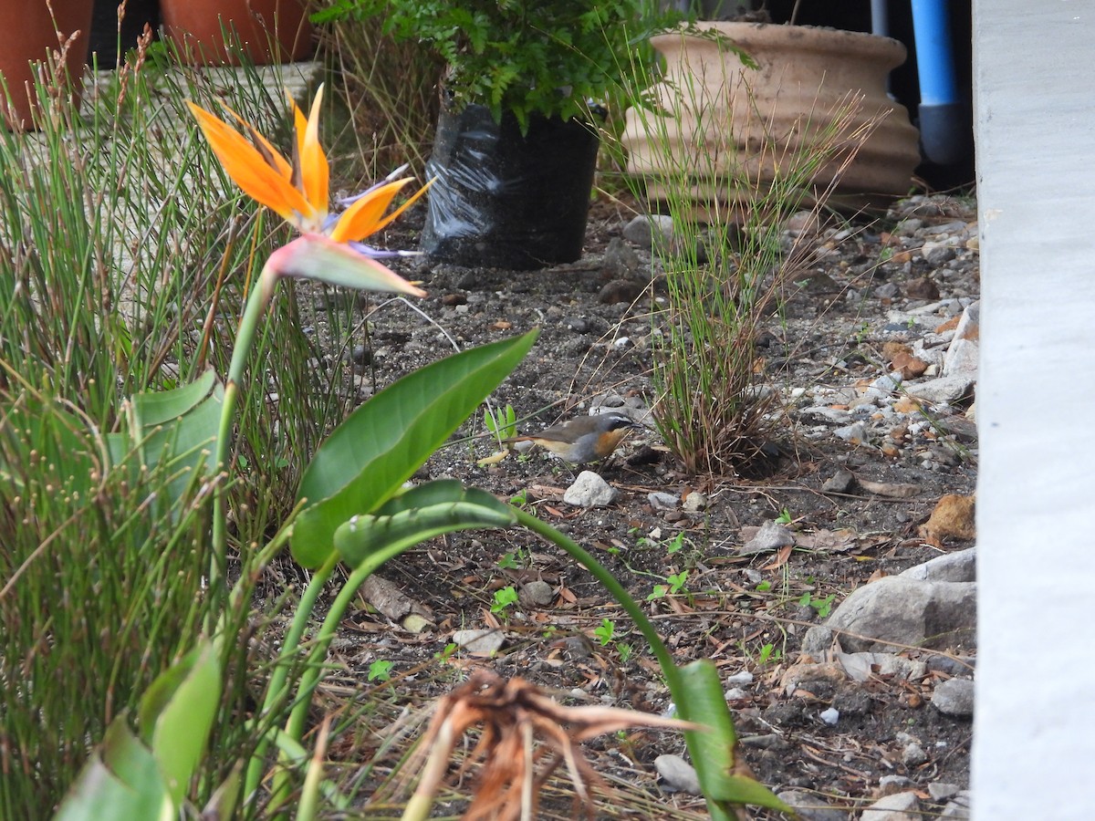 ML626971695 - Cape Robin-Chat - Macaulay Library