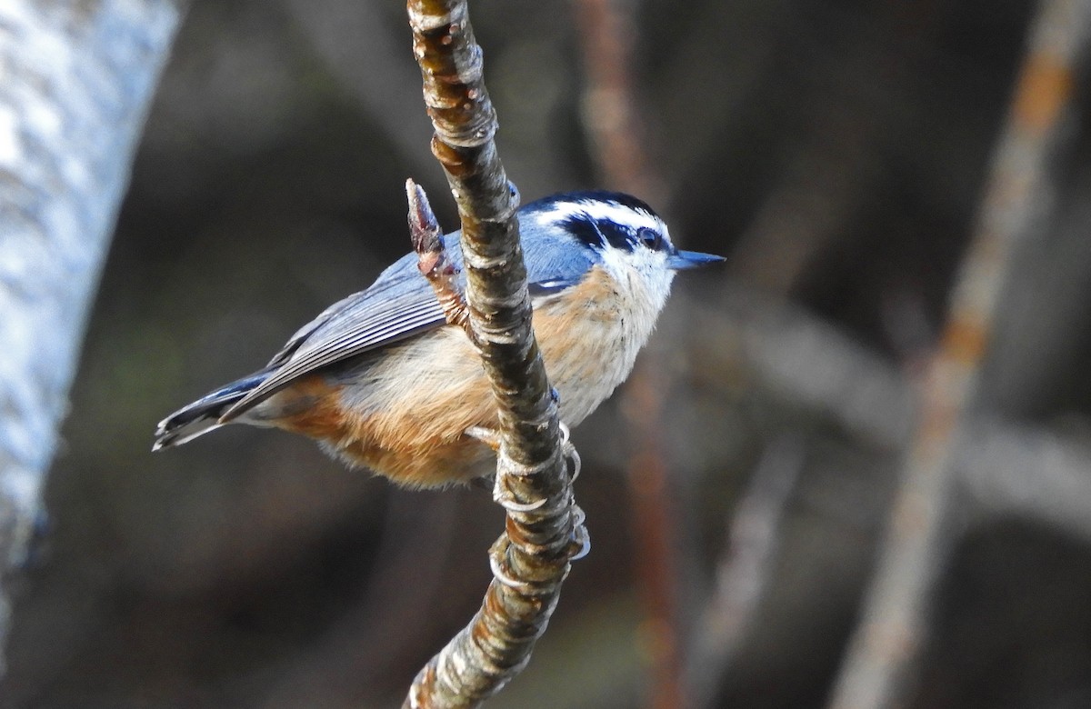 eBird Checklist - 30 Nov 2024 - Hartlen Point - 35 species