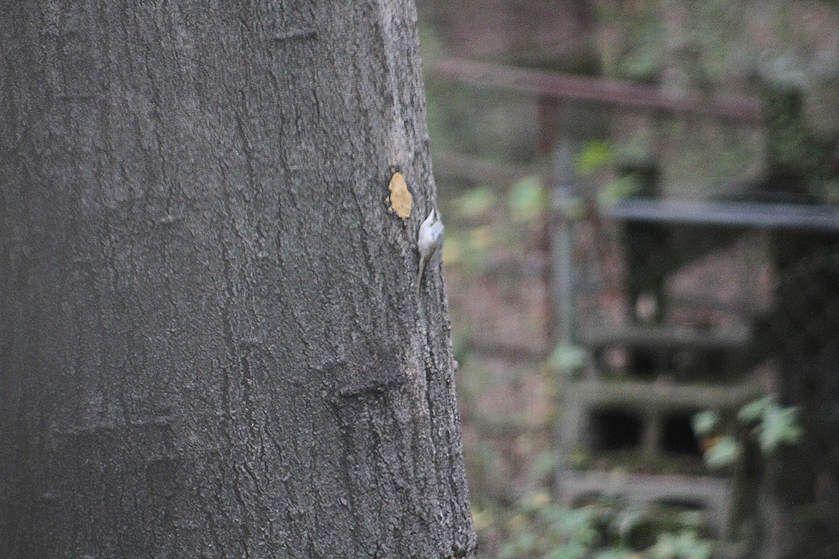 ML626975483 - Brown Creeper - Macaulay Library