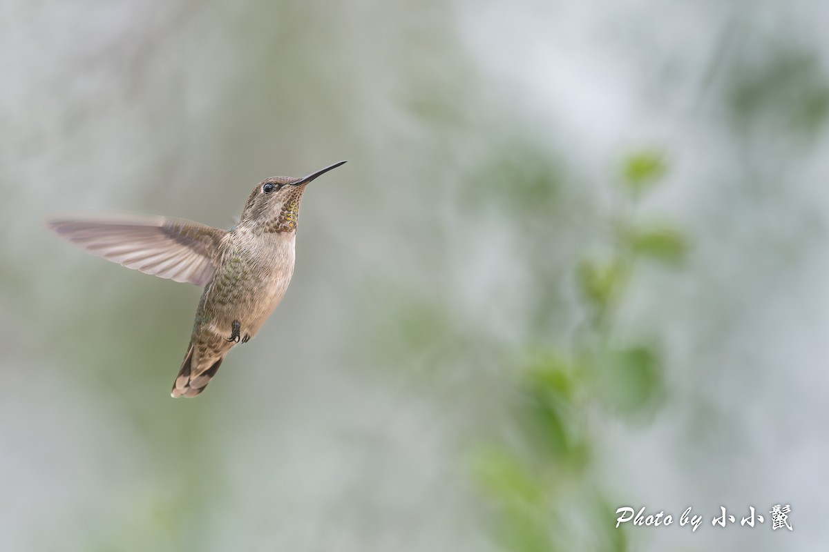 eBird Checklist - 29 Nov 2024 - Santa Margarita Ranch (LTC 079 ...