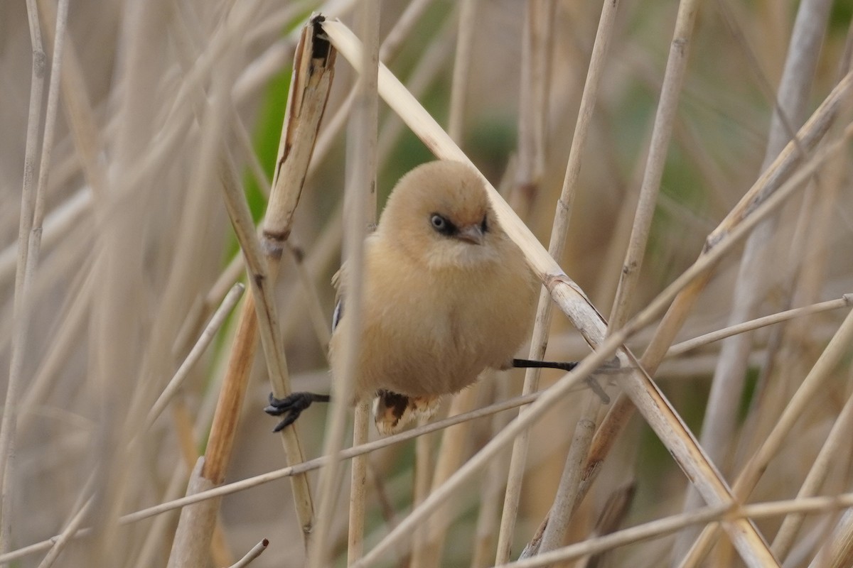 ML626976826 - Bearded Reedling - Macaulay Library