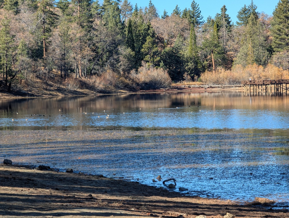 eBird Checklist - 1 Dec 2024 - Jenks Lake - 18 species (+1 other taxa)