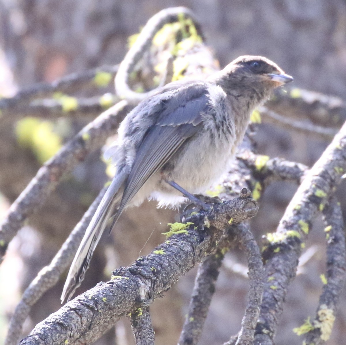 eBird Checklist - 4 Jul 2017 - Deer Mountain Road - 16 species