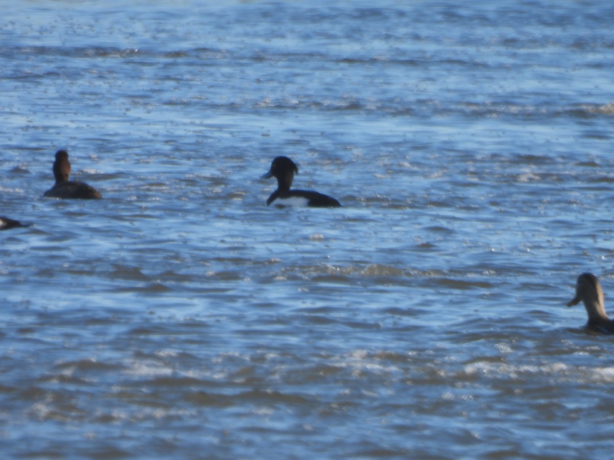 eBird Checklist - 1 Dec 2024 - Cap Brûlé - 14 species