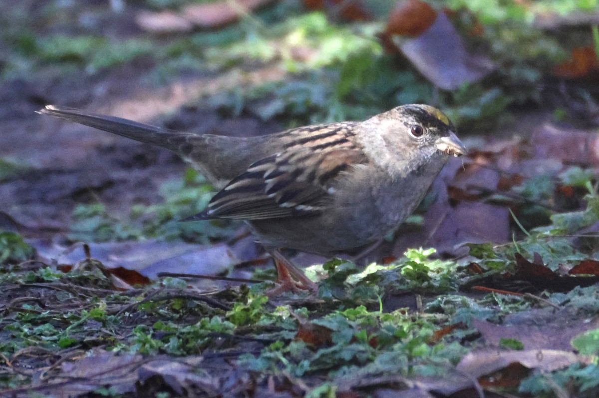 eBird Checklist - 1 Dec 2024 - Shelton View Forest - 17 species