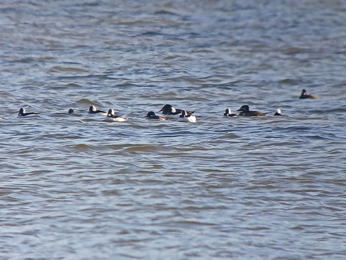 ML626983652 - Surf Scoter - Macaulay Library