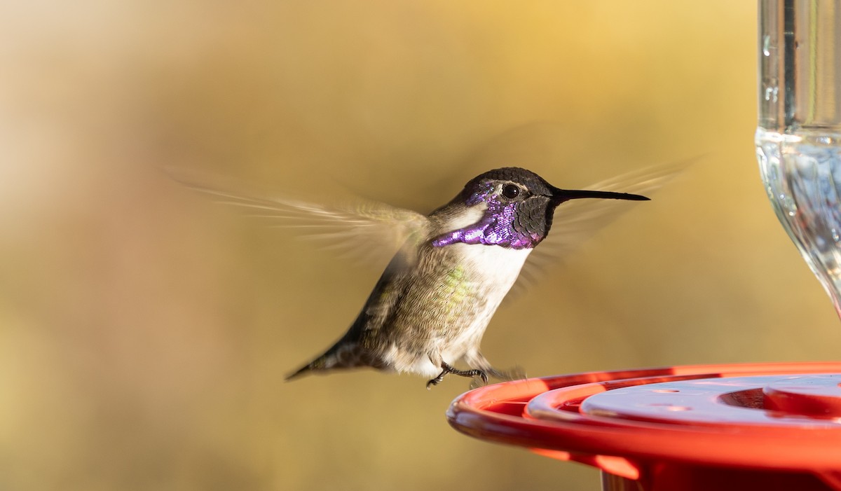 eBird Checklist - 1 Dec 2024 - Home - 1 species