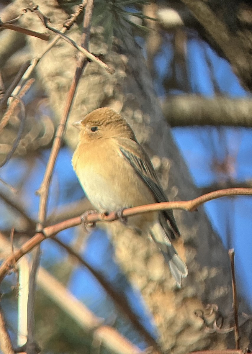 ML626986777 - Lazuli Bunting - Macaulay Library