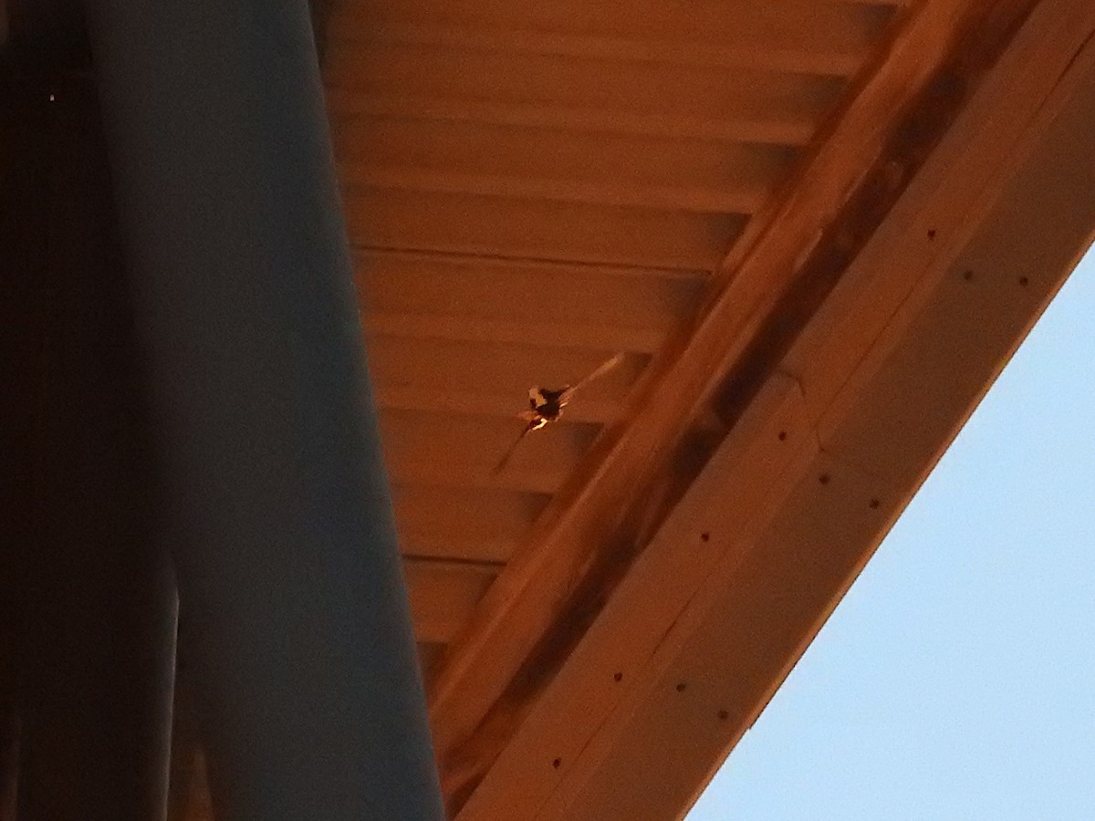 eBird Checklist - 1 Dec 2024 - Hot Springs NP--North Mountain - 13 species