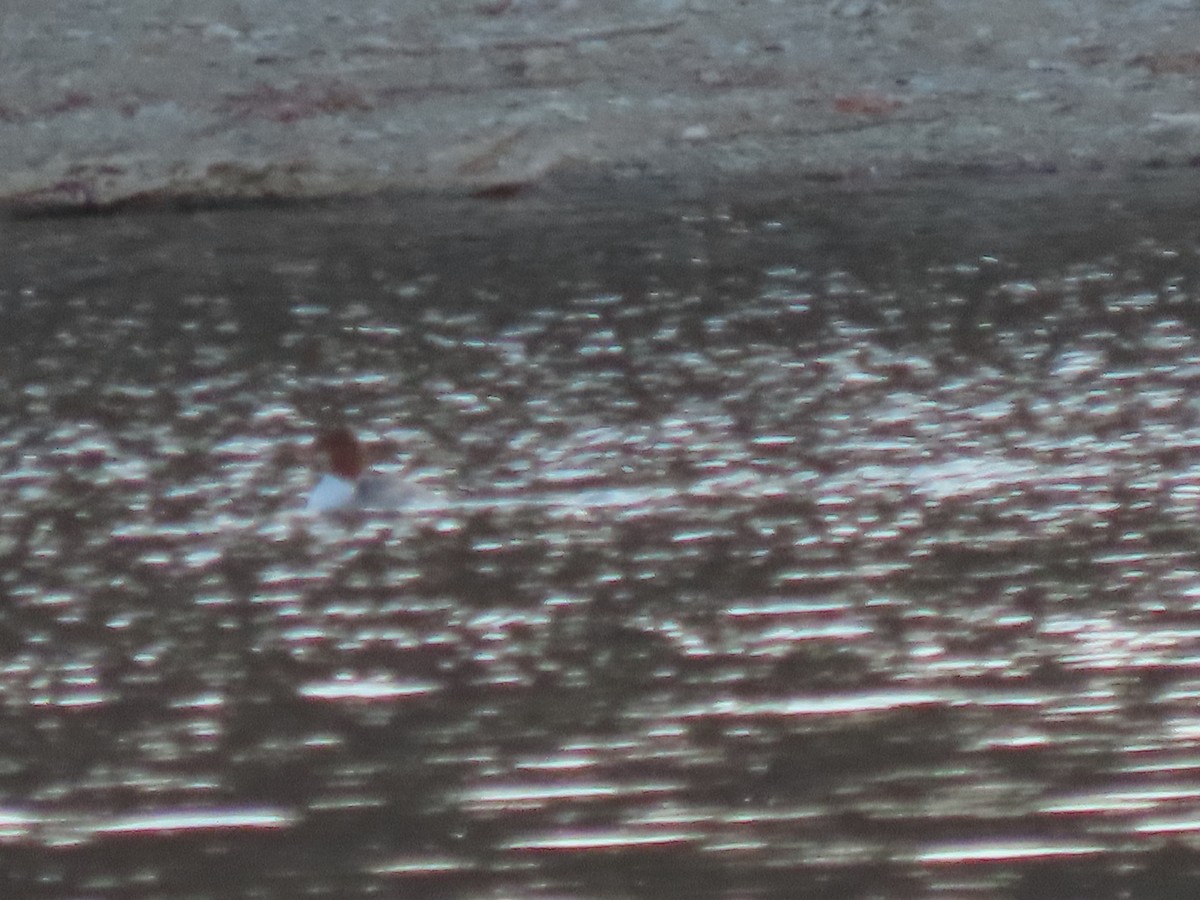 eBird Checklist - 1 Dec 2024 - Blue Marsh Lake SRA--Sheidy Boat Launch ...