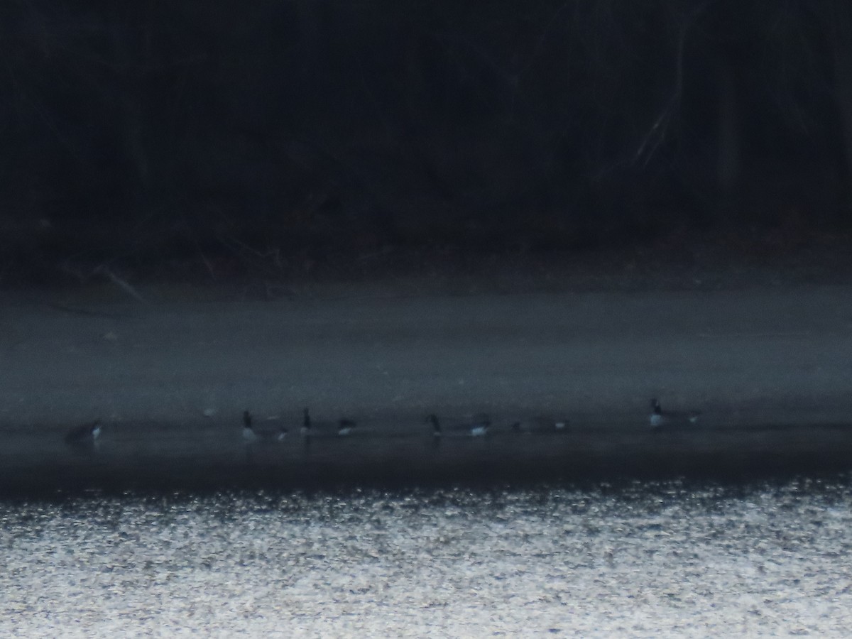 eBird Checklist - 1 Dec 2024 - Blue Marsh Lake SRA--Dry Brooks Day Use ...