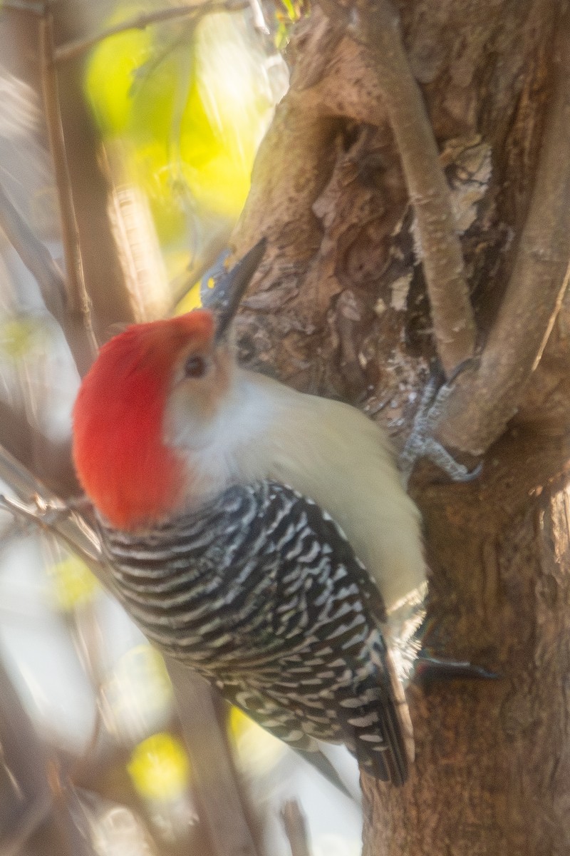 eBird Checklist - 1 Dec 2024 - My Yard and Neighborhood - 2 species