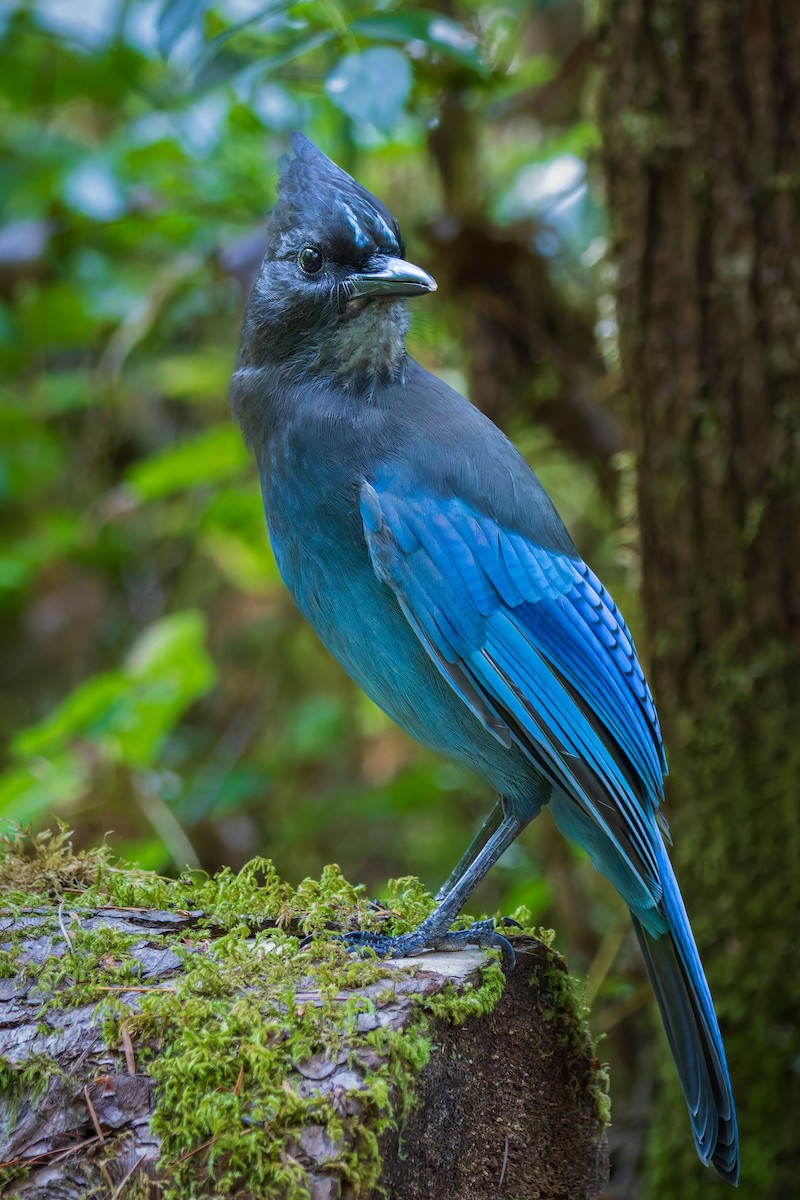 ML626992279 - Steller's Jay - Macaulay Library