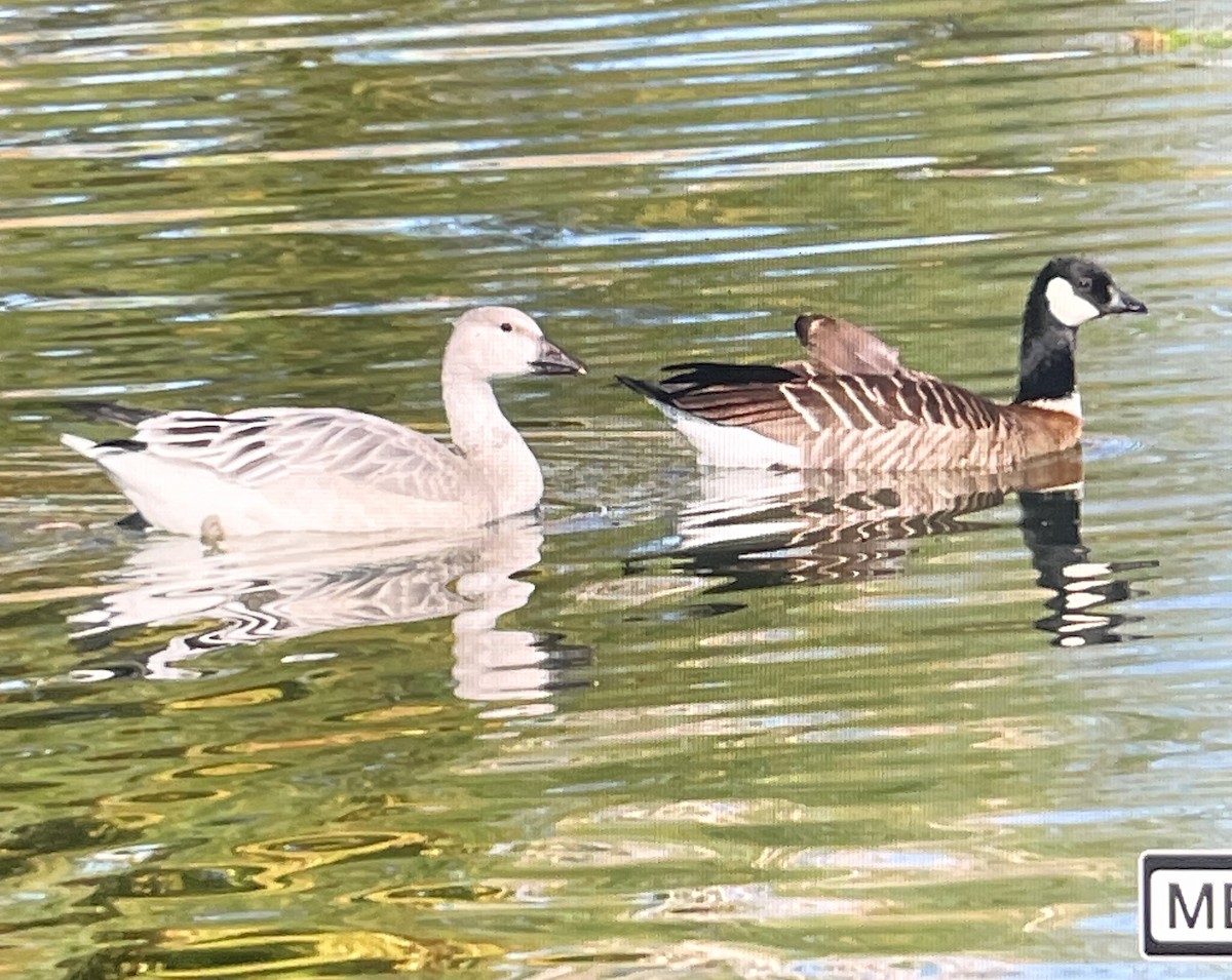 eBird Checklist - 1 Dec 2024 - Desert Center--Lake Tamarisk - 47 ...