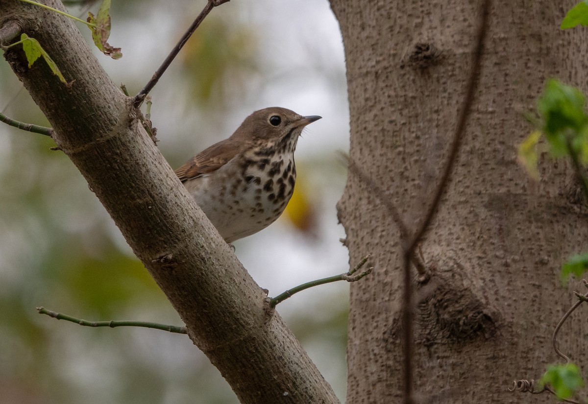 ML627009118 - Hermit Thrush - Macaulay Library