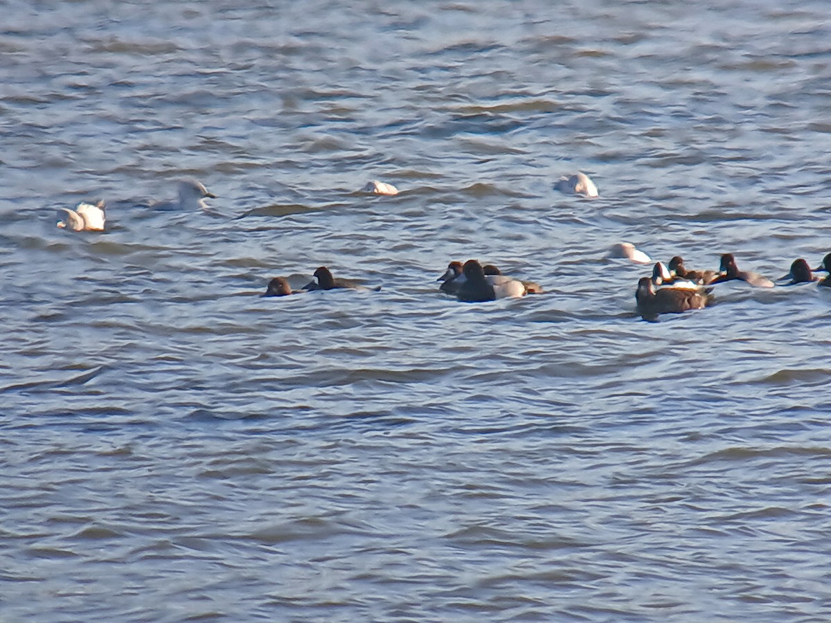 ML627012046 - White-winged Scoter - Macaulay Library