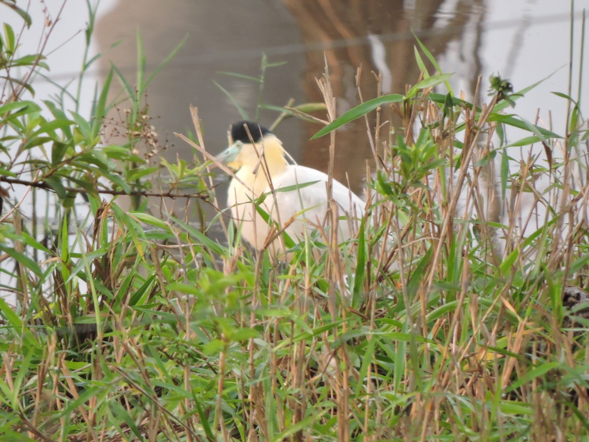 eBird Checklist - 3 Oct 2024 - Alta Floresta--Fazenda Anacã - 50 species