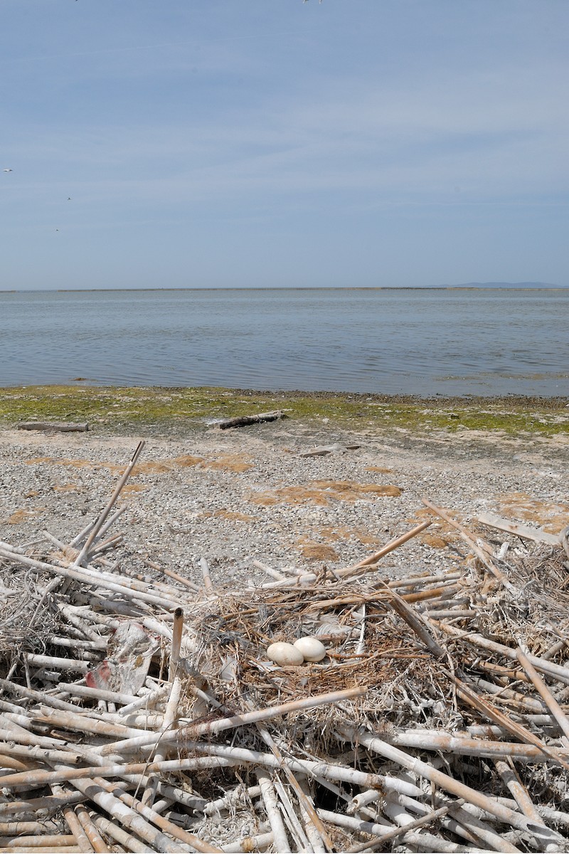 ML627019962 - Dalmatian Pelican - Macaulay Library