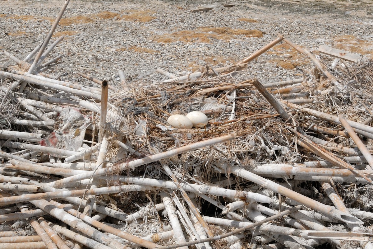 ML627019968 - Dalmatian Pelican - Macaulay Library