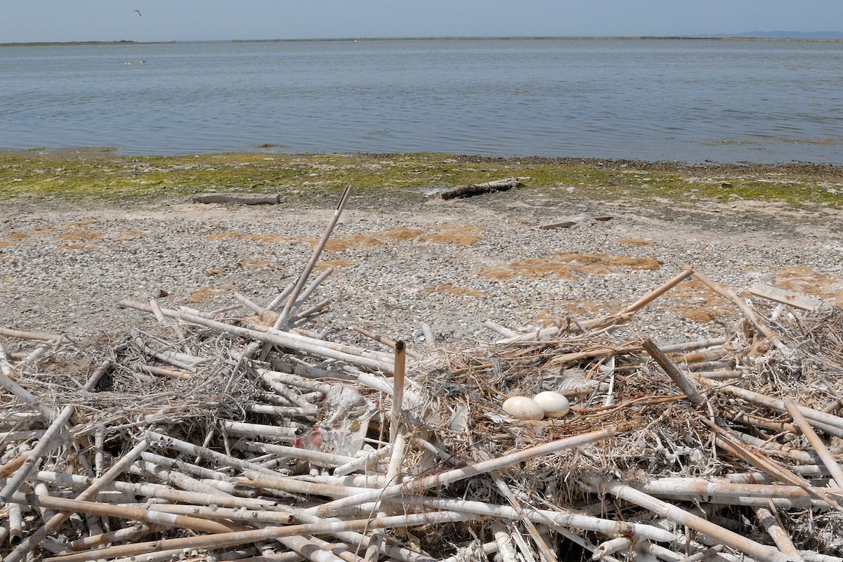 ML627019969 - Dalmatian Pelican - Macaulay Library