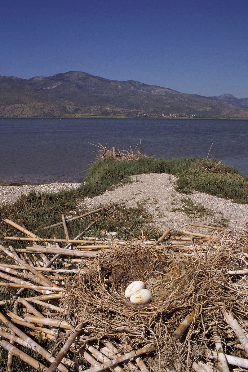 ML627020527 - Dalmatian Pelican - Macaulay Library