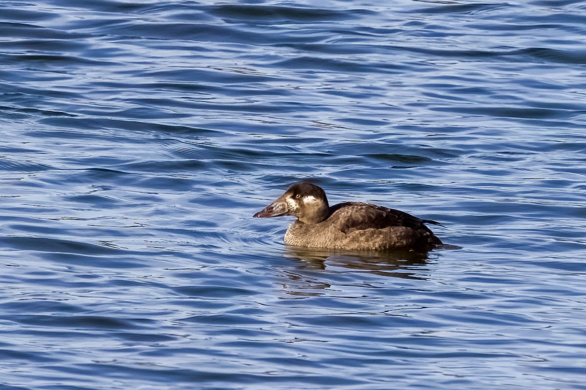 eBird Checklist - 2 Dec 2024 - Geist Reservoir (Marion Co.) - 16 species