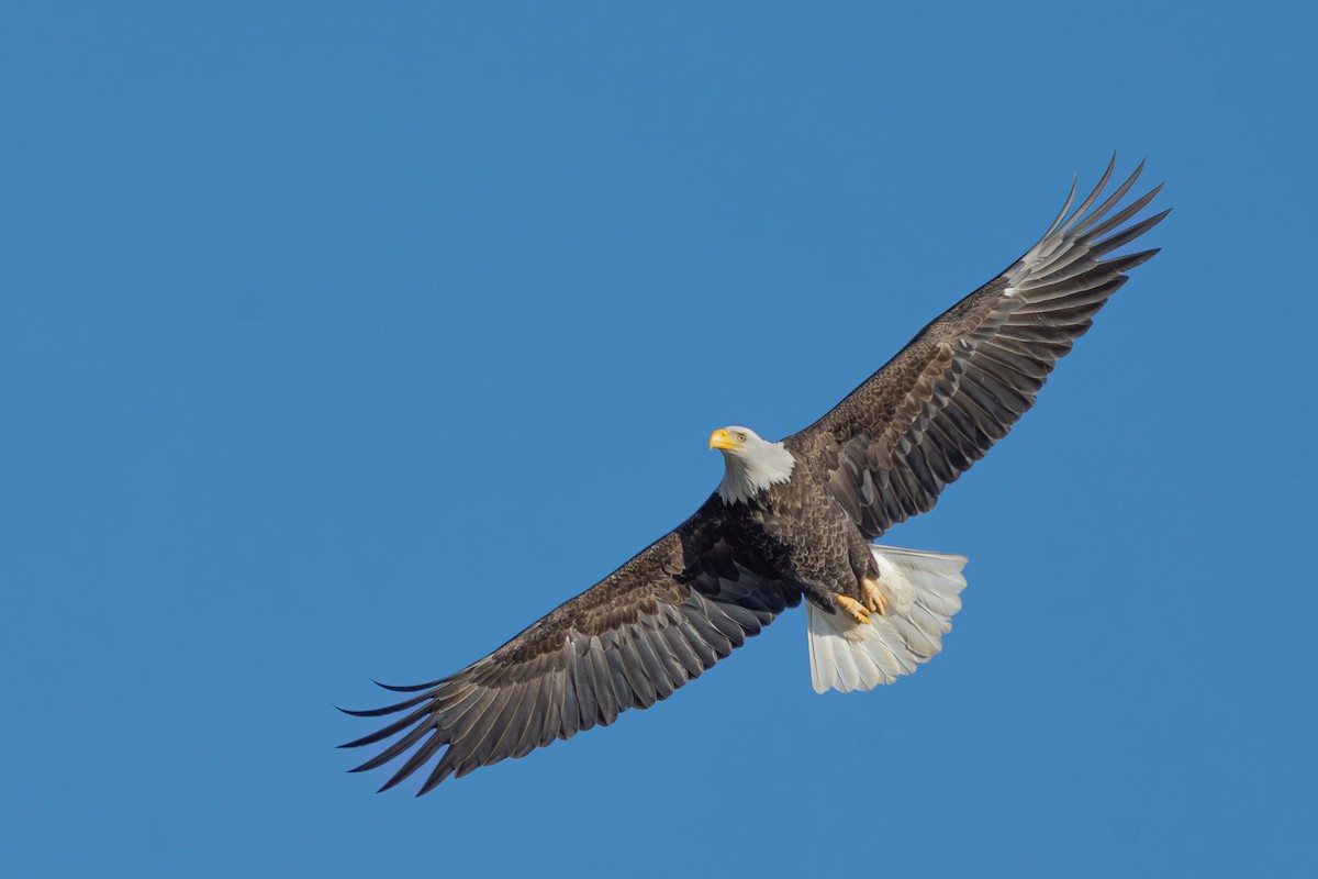 ML627030936 - Bald Eagle - Macaulay Library