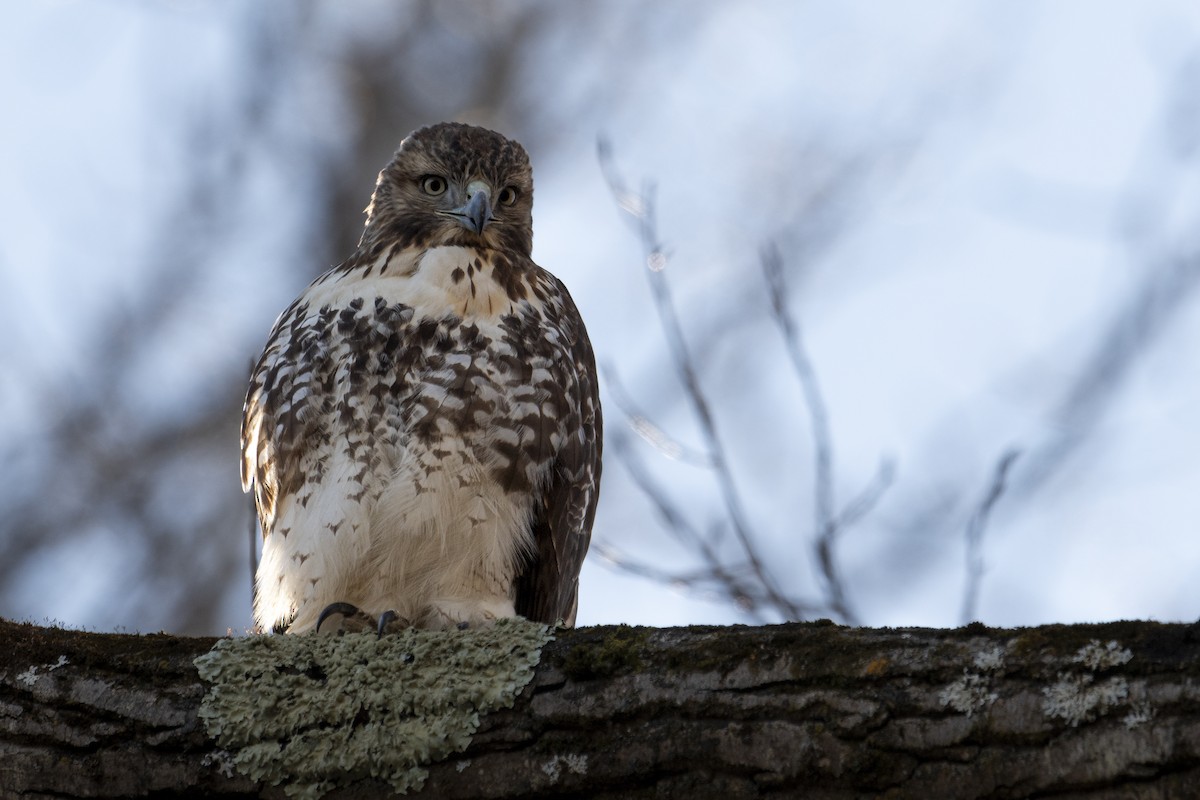 eBird Checklist - 2 Dec 2024 - Chippewa Nature Center - 28 species