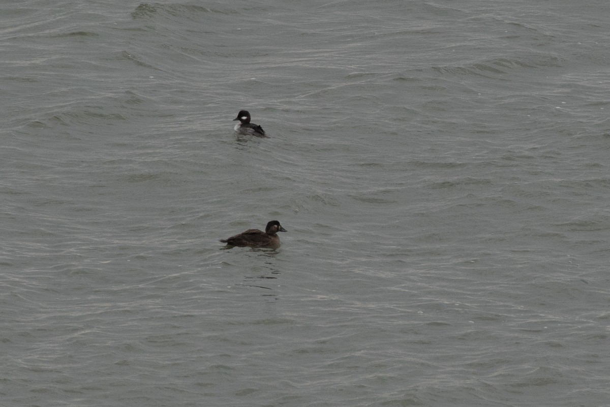 eBird Checklist - 2 Dec 2024 - Clinton Lake--Dam - 7 species