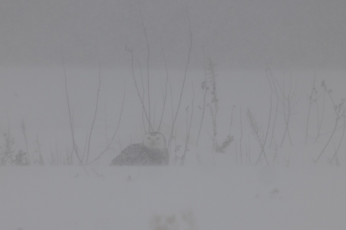 Pennsylvania Bird Atlas Checklist - 29 Nov 2024 - Presque Isle SP--Gull Pt. - 4 species