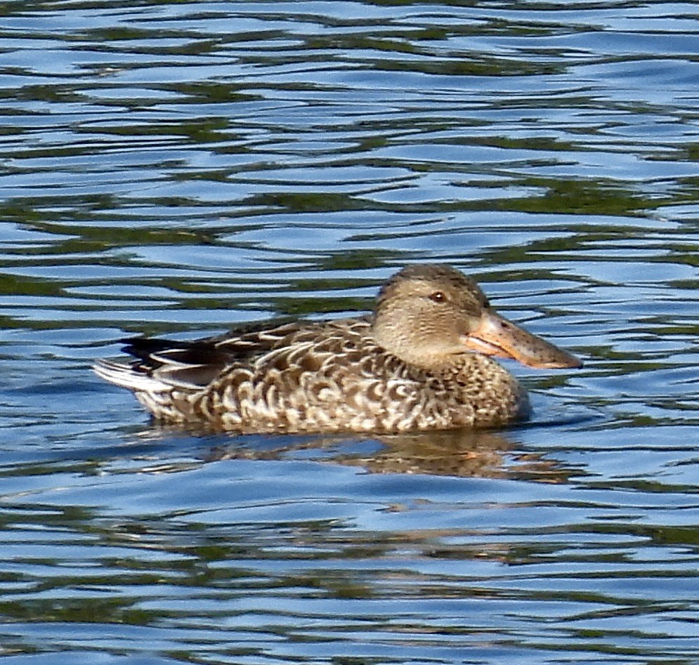 eBird Checklist - 2 Dec 2024 - Baton Rouge--Capitol Lake & Arsenal Park ...
