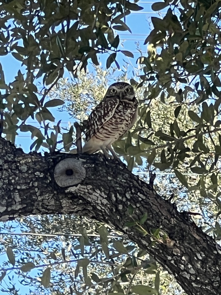 eBird Checklist - 3 Dec 2024 - 15023 Eddie Dr, Houston US-TX 29.93830 ...