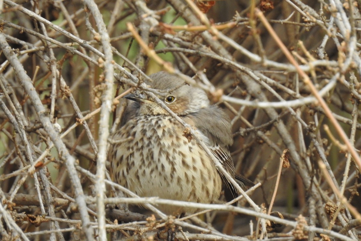 eBird Checklist - 3 Dec 2024 - stakeout Sage Thrasher, Sturgeon Bay (2024) - 2 species