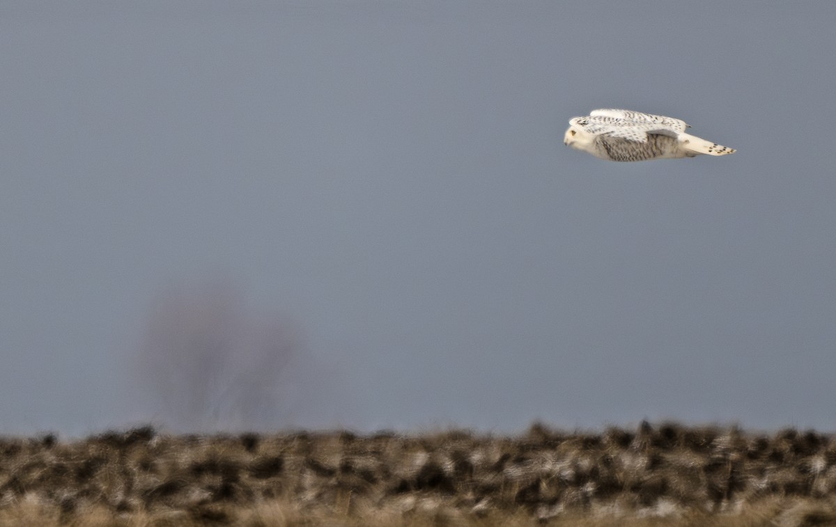 eBird Checklist - 3 Dec 2024 - Just south of Fabral Plant on State ...