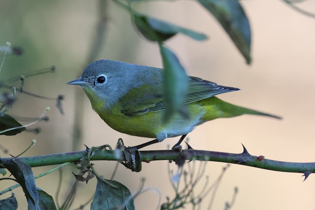 ML627061916 - Nashville Warbler - Macaulay Library