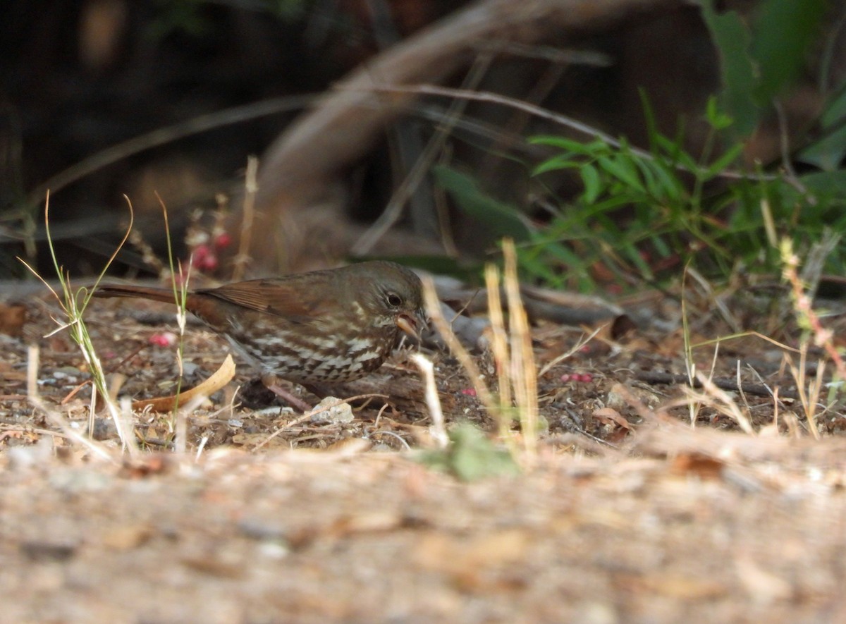 eBird Checklist - 3 Dec 2024 - Frank G. Bonelli RP/Puddingstone ...