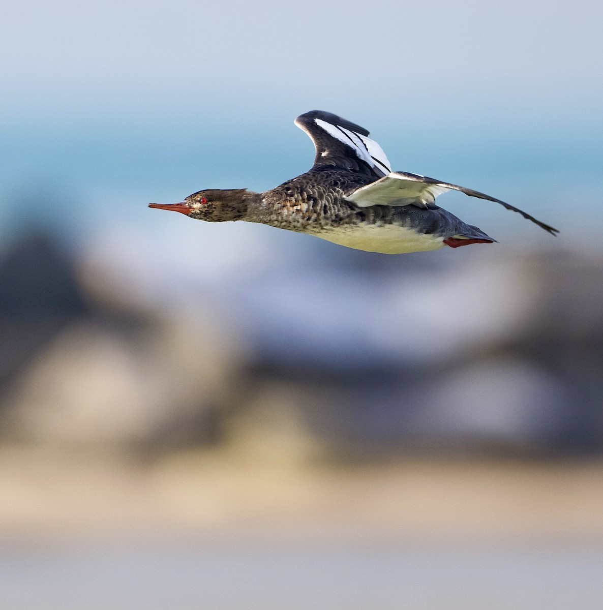 ML627067490 - Red-breasted Merganser - Macaulay Library