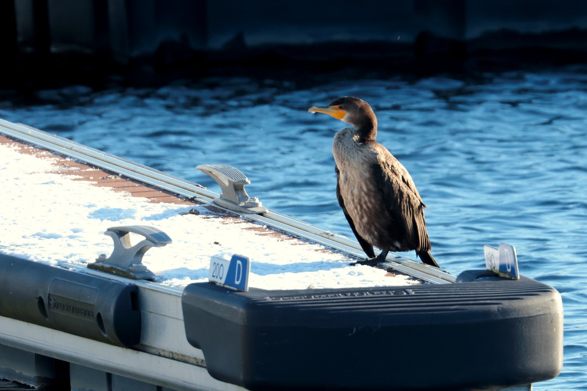 eBird Checklist - 3 Dec 2024 - Port de Québec - 9 species
